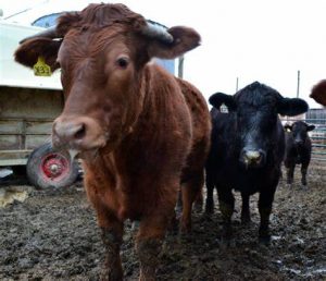 What’s Your Beef? – The News Beyond Detroit