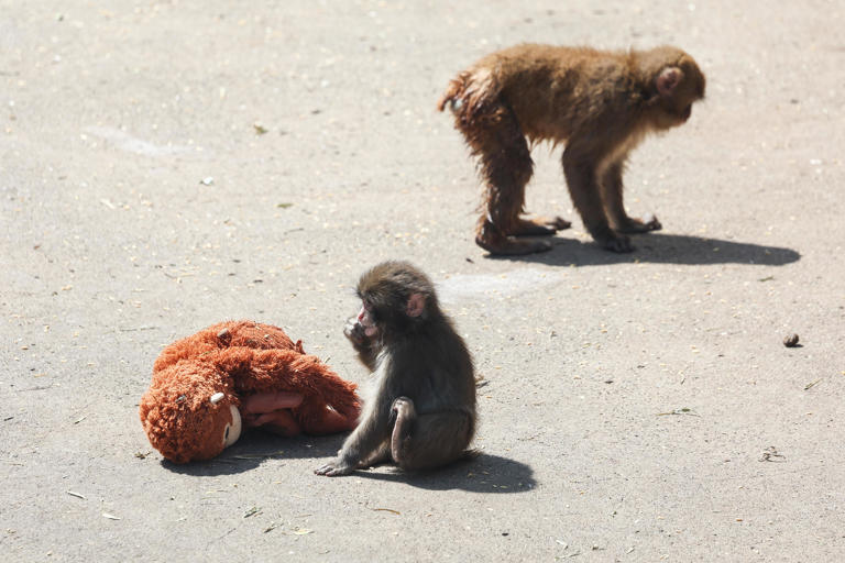 2 Americans Arrested Over Stunt At Viral Baby Monkey Punch S Zoo In